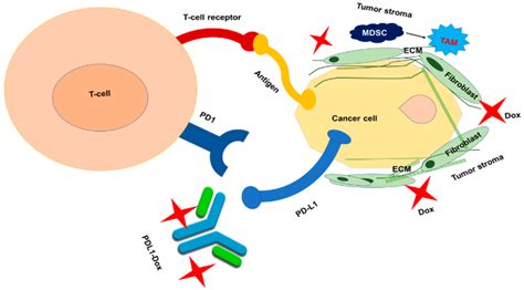 The Interaction Of The Cancer Cell With The T Cell Through The Binding