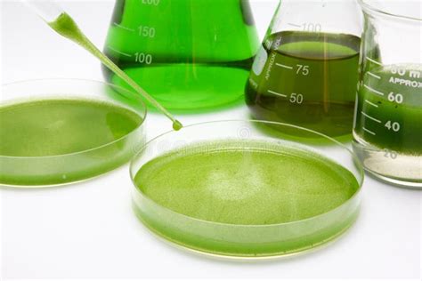 Algae Biofuel Stock Image Image Of Environmental Biology 25505843