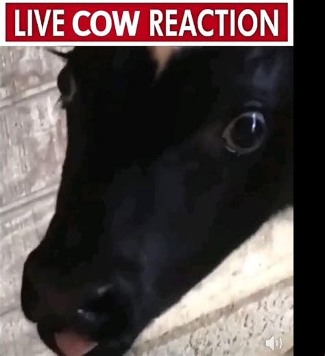 Live Cow Reaction Ifunny