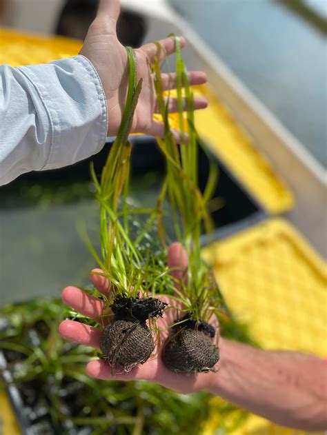 Submerged Aquatic Vegetation Aquatech Eco Consultants