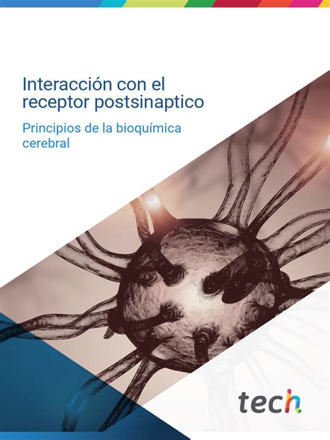 Receptores Postsinápticos Y Nt Pdf Sinapsis Receptor Nmda