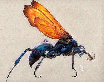 Tarantula Hawk Wasp Etsy