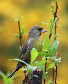 80 Free Green Finches And Finch Images Pixabay