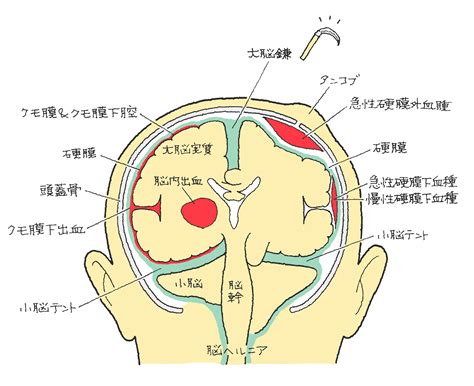 頭部 とうぶ Japanese English Dictionary Japaneseclass Jp