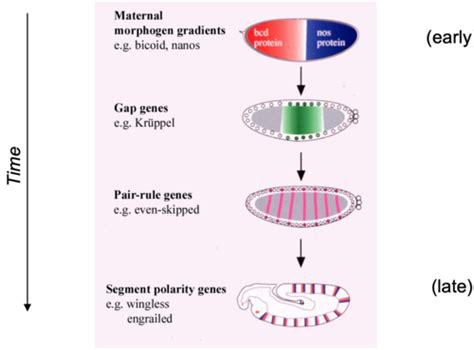 Lecture 10 Morphogens And Developmental Units Flashcards Quizlet
