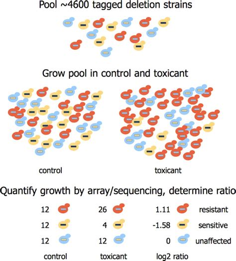 overview of functional profiling in yeast about 4600 deletion strains