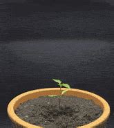 Plants Growing S Tenor