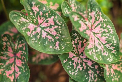 Caladiums Care Caladiums How To Grow And Care For The Plant