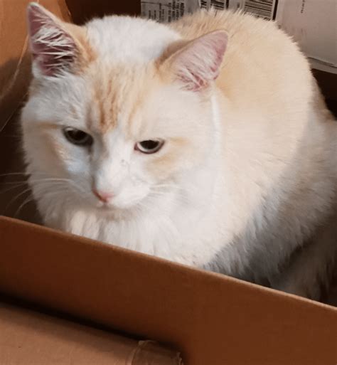 Snowflake Update 2 Rcats