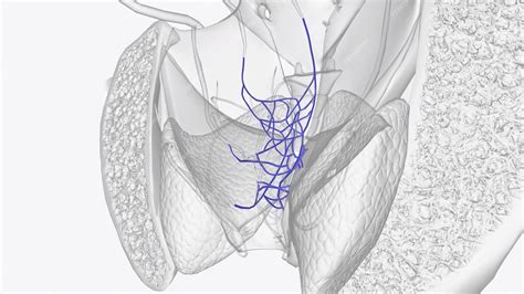 Premium Photo The Rectal Venous Plexus Or Hemorrhoidal Plexus Is The