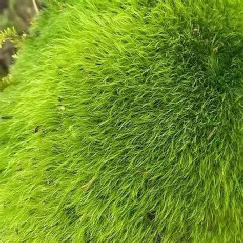 How To Propagate Moss Methods Techniques And Applications Moss And Stone Gardens How To Propagate Moss Methods Techniques And Applications Moss And Stone Gardens