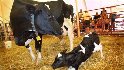 4 годишно момче получи торта с раждаща крава за рождения си ден снимка