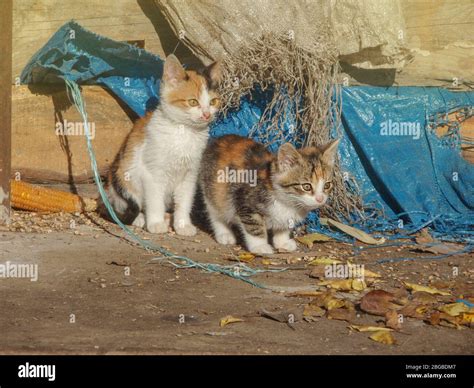 Group Homeless Cats Cute Adorable Kittens Homeless Cats Need A New