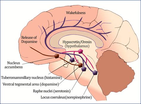 An Illustration Of The Primary Orexin Neuron Projections Orexin