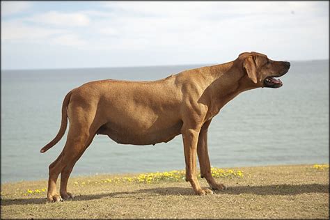 Rhodesian Ridgeback Rhodesian Ridgebacks London