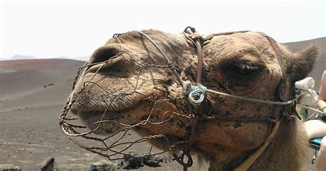 Just A Camel Imgur Just A Camel Imgur