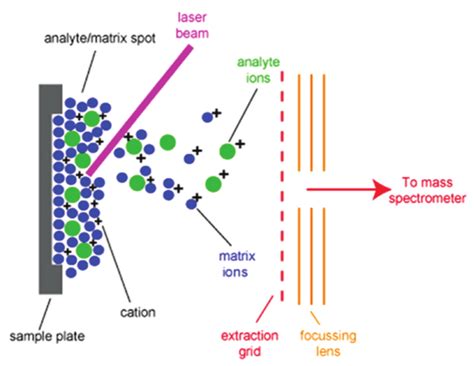 Ion Production In Maldi Mass Spectrometry Imaging In Food Analysis
