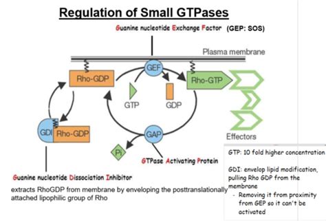 B10 Cell Signaling 1 4 Flashcards Quizlet