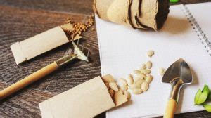 The Art Of Seed Saving Homesteading Simple Self Sufficient Off The Grid Homesteading Com