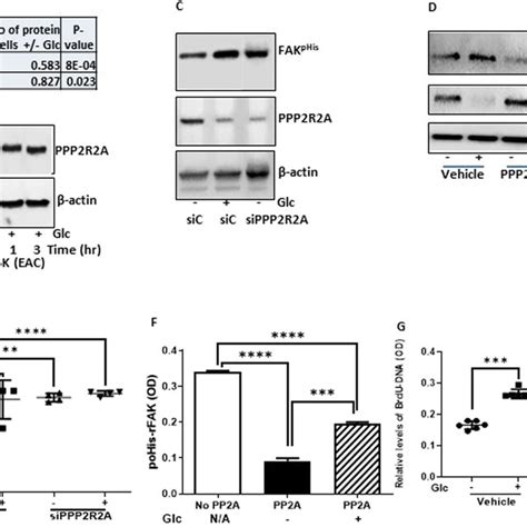 Glucose Glc Induces Histidine Phosphorylation Of Fak And