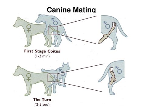 Bulbus Glandis Chien Gonflement Du Gland Du Chien Ivmr
