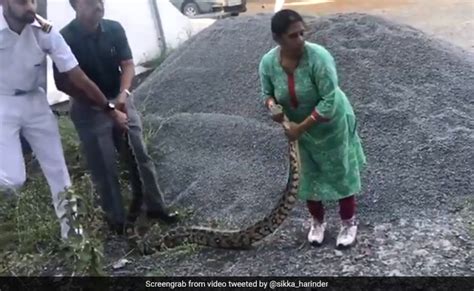 In Hair Raising Video Woman Captures 20kg Python In Kochi