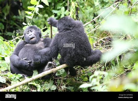 Teasing And Playing Stock Photo Alamy