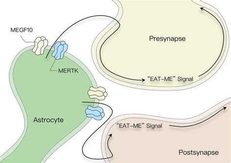 Astrocytes In Neural Circuits Key Factors In Synaptic Regulation And Potential Targets For