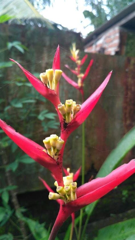 Menakjubkan 11 Gambar Bunga Dadap Merah Gambar Bunga Indah