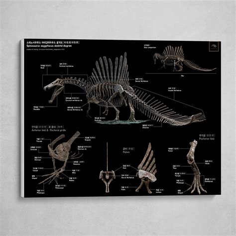 Vitamin Imagination Spinosaurus Skeletal Diagram