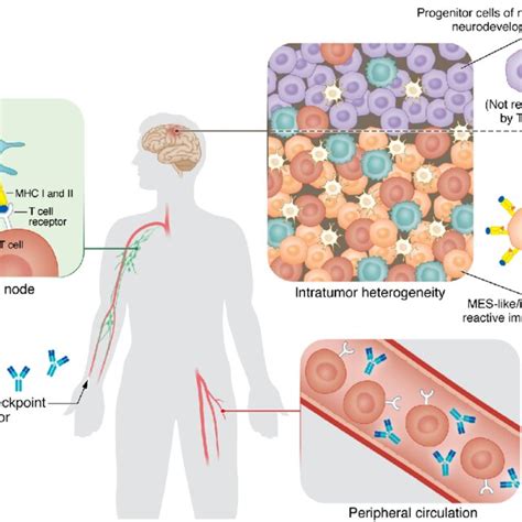 Dynamic Crosstalk Between Tumor And Immune Cells As A Potential