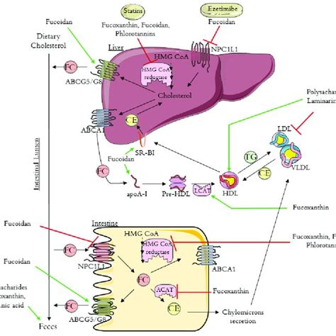 Schematic Diagram Of Reverse Cholesterol Transport Rct Intestinal