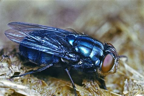 Blow Fly Description Life Cycle Uses Diseases Types And Facts
