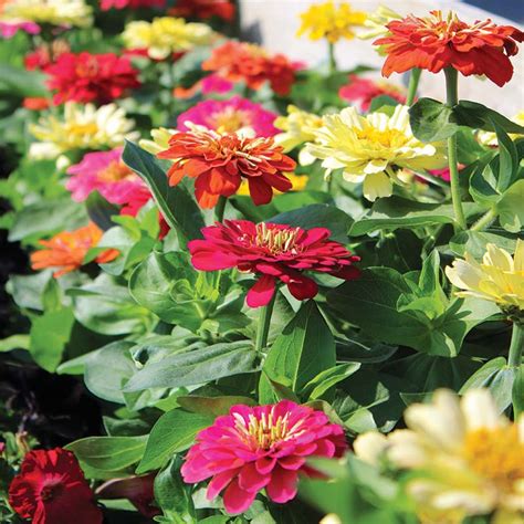 Zinnia Dreamland Mix F1 Seed Harris Seeds