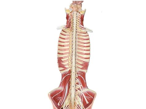 Longitudinal Section Of Spinal Cord Diagram Quizlet