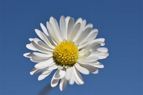 데이지 꽃 봄 Pixabay의 무료 사진