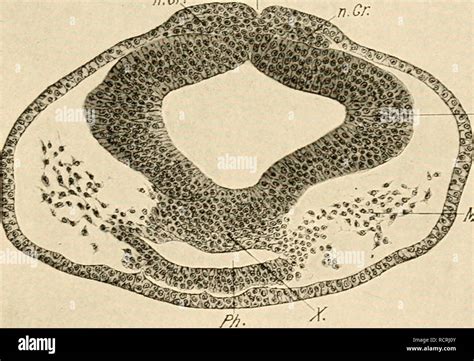 Neural Crest Cells Hi Res Stock Photography And Images Alamy
