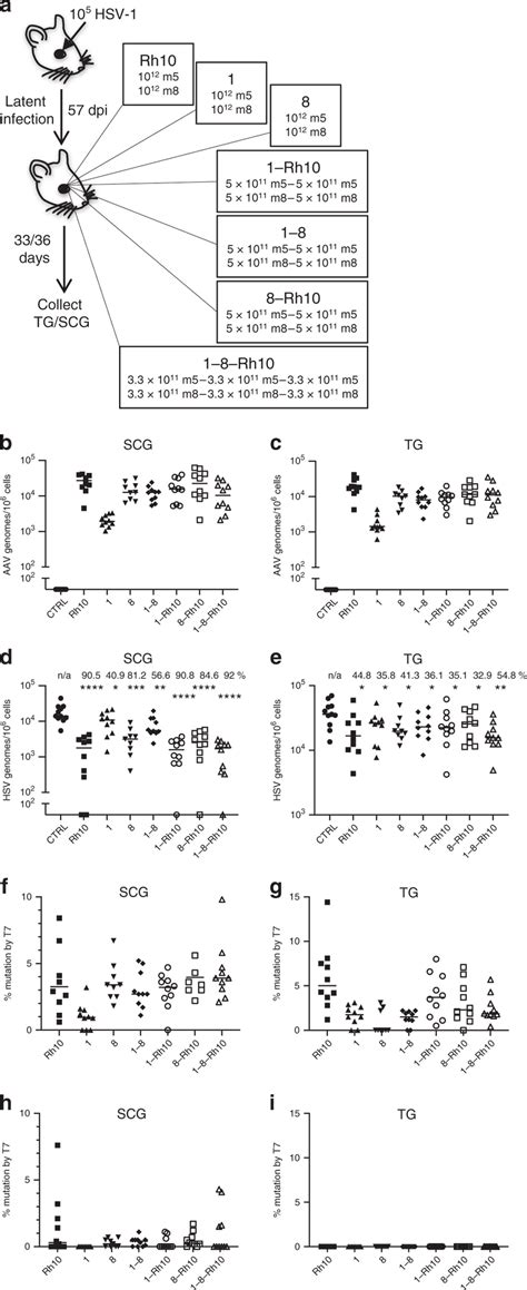 Aav Serotype Combination For The Delivery Of Dual Meganuclease