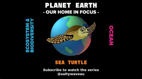 Planet Earth Our Home In Focus Ocean Sea Turtle Ep 3 Gabrielle Ahern