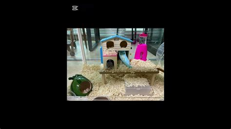 아롱다롱 사진들 몰아보기 🩶💛 햄스터 햄스터용품 사진 앨범 몰아보기 Youtube