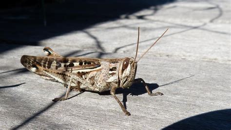 American Bird Grasshopper Markeisingbirding