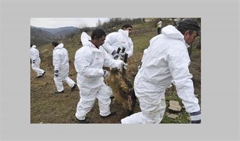 УХИЛЕНИ ЦИНГАНЬОРИ „КВАЛИФИЦИРАН МЕДИЦИНСКИ ПЕРСОНАЛ“ КОЙТО КОЛИ ЖИВОТНИТЕ В СТРАНДЖА