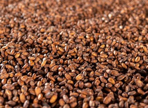 Premium Photo Organic Cocoa Beans Sun Drying On A Farm