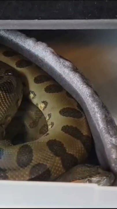 Snake taking a bath 🐍 #ballpythonsnake #ballpython #anaconda #pythonchallenge - YouTube