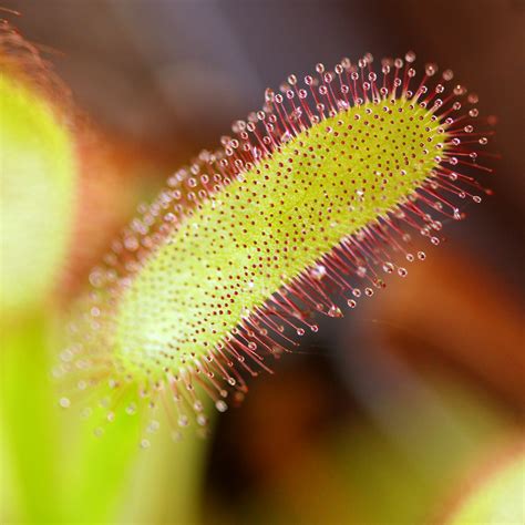 Filecarnivorous Plant Time Lapse Drosera Capensis Live Carnivorous Cape