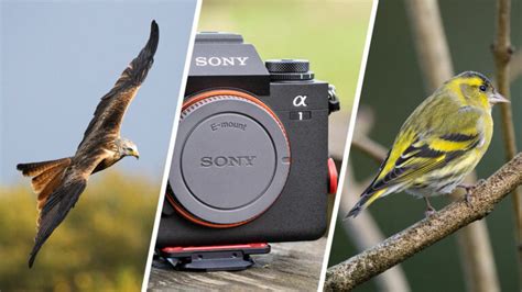 Sony A1 For Bird Photography With Bird Af Review Mirrorless Comparison