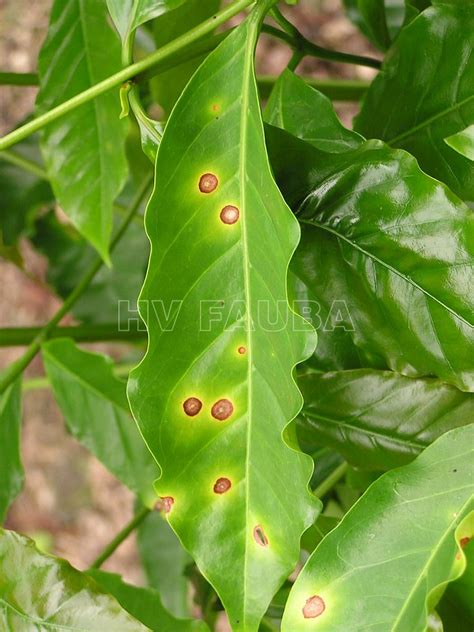 Mancha Foliar Del Café Por Cercospora Mycosphaerella Coffeicola Herbario Virtual Fitopatología