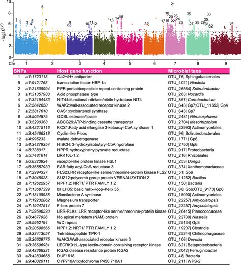 Host Genetic Variation Correlated With Common Bacterial Taxa Manhattan Download Scientific