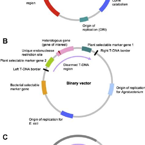 Schematic Representation Of A Ti Plasmid A And Diagrams Of A Typical Download Scientific
