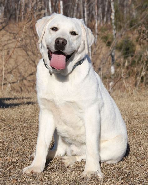 32 Best English Labrador Retrievers Images On Pinterest English